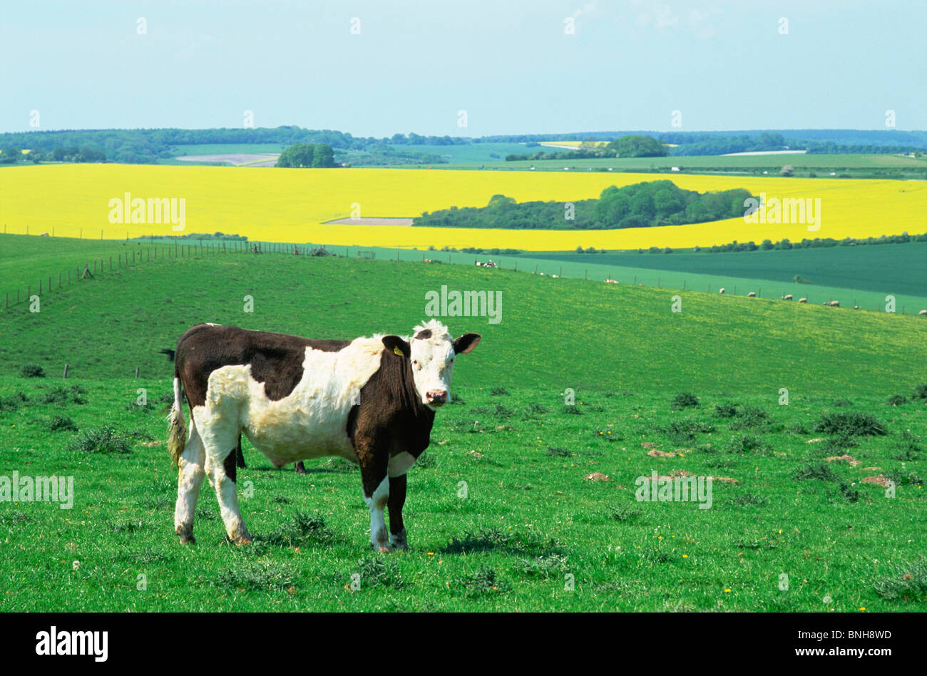 UK United Kingdom Great Britain England Wiltshire Cow Cows Field Fields ...