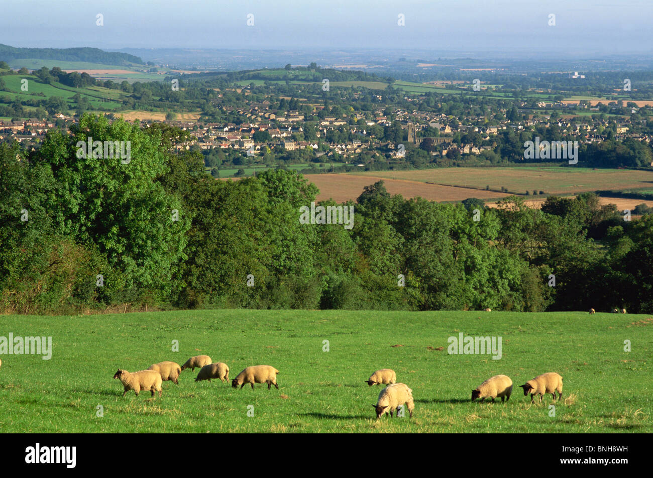 UK United Kingdom Great Britain England Wiltshire Sheep Field Fields ...
