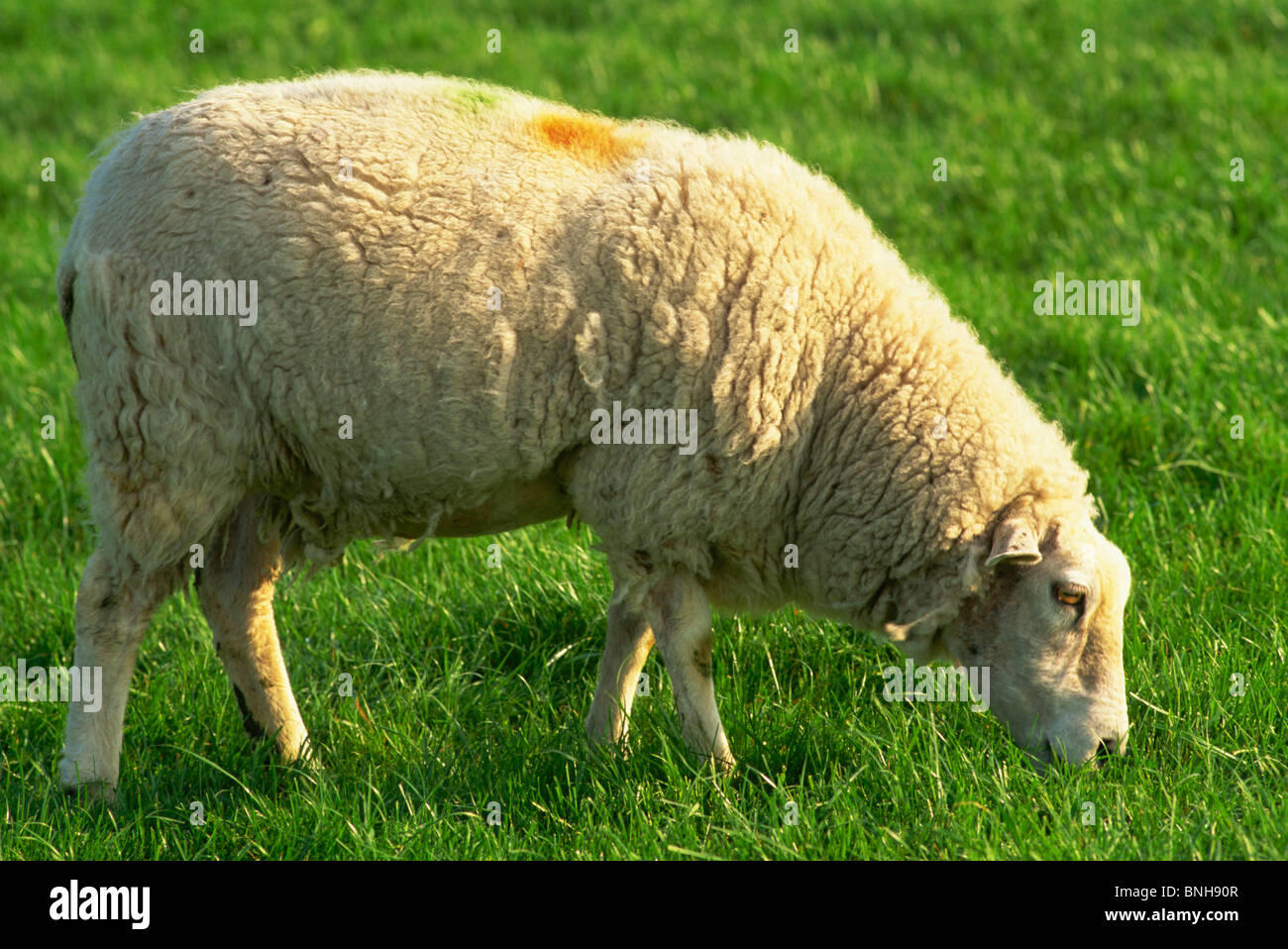 United kingdom farm animals hi-res stock photography and images - Alamy