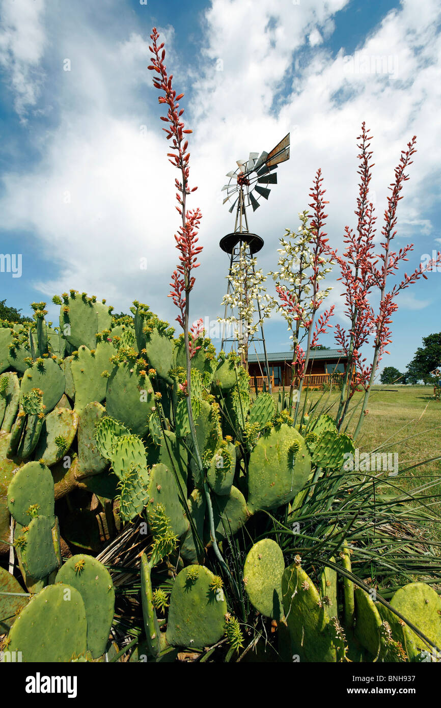 Usa texas tolar windmill farm hi-res stock photography and images - Alamy