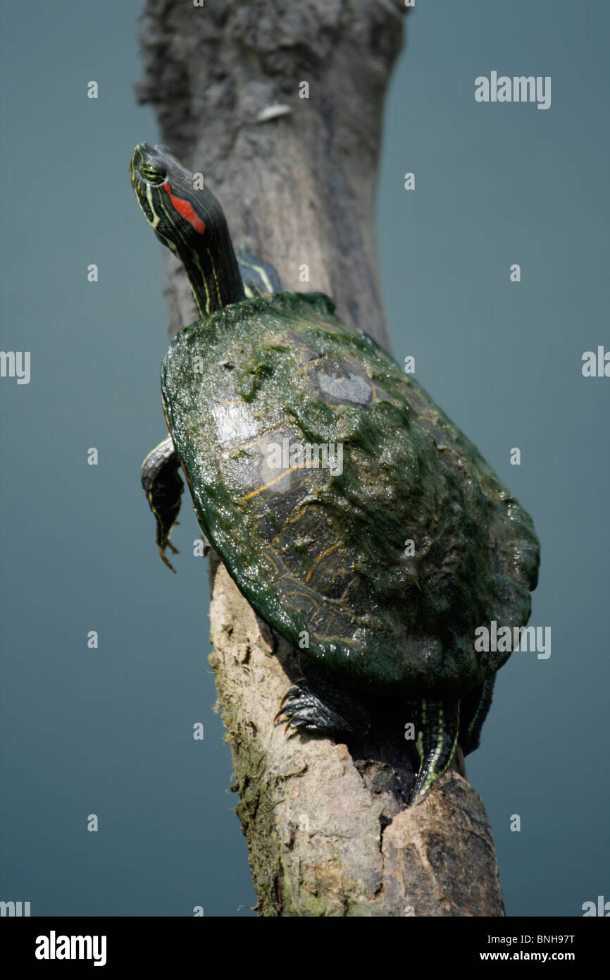 Red-eared Slider Trachemys scripta elegans Texas aquatic turtle turtle ...