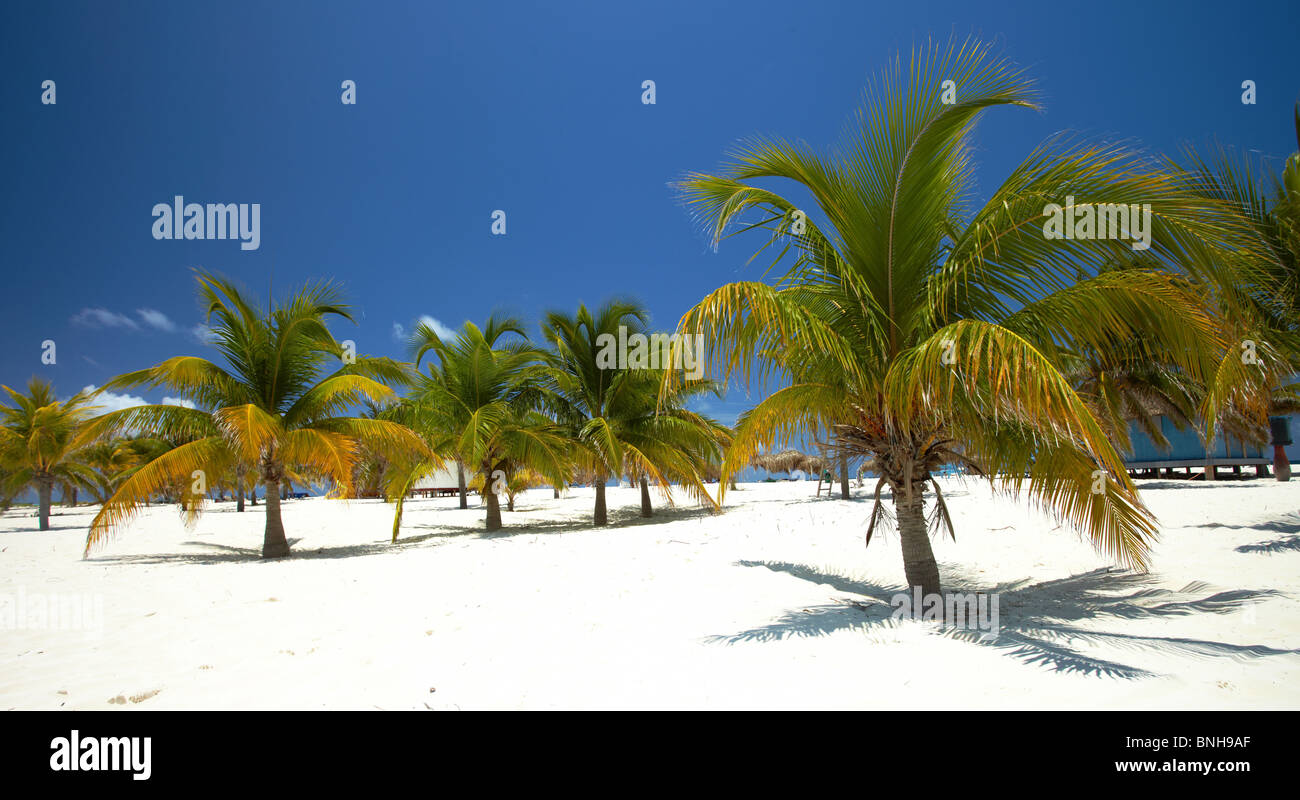palm trees on the beach Stock Photo - Alamy