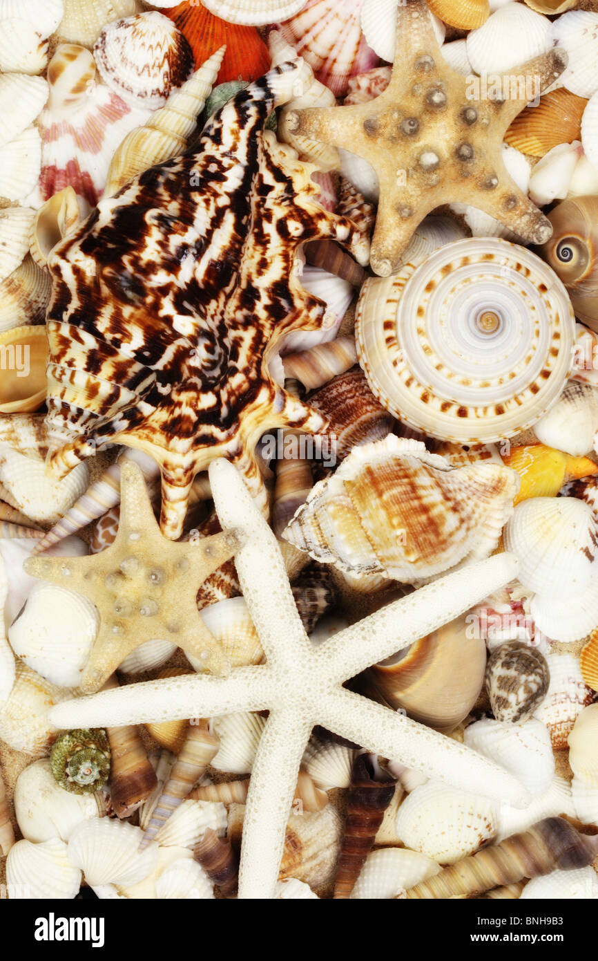 Collection of Seashells for use as background Stock Photo - Alamy