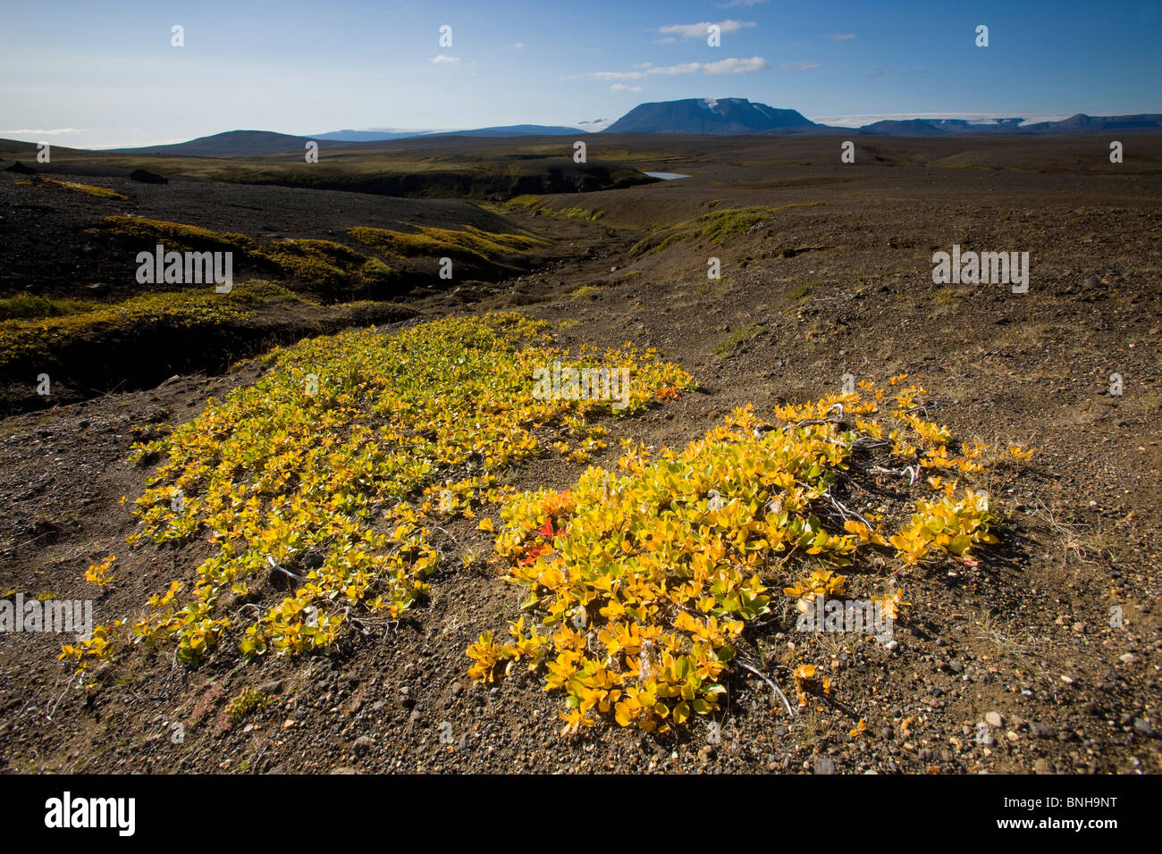 Iceland Asgardsfjall nature scenery landscape travel flora shrub bush ...