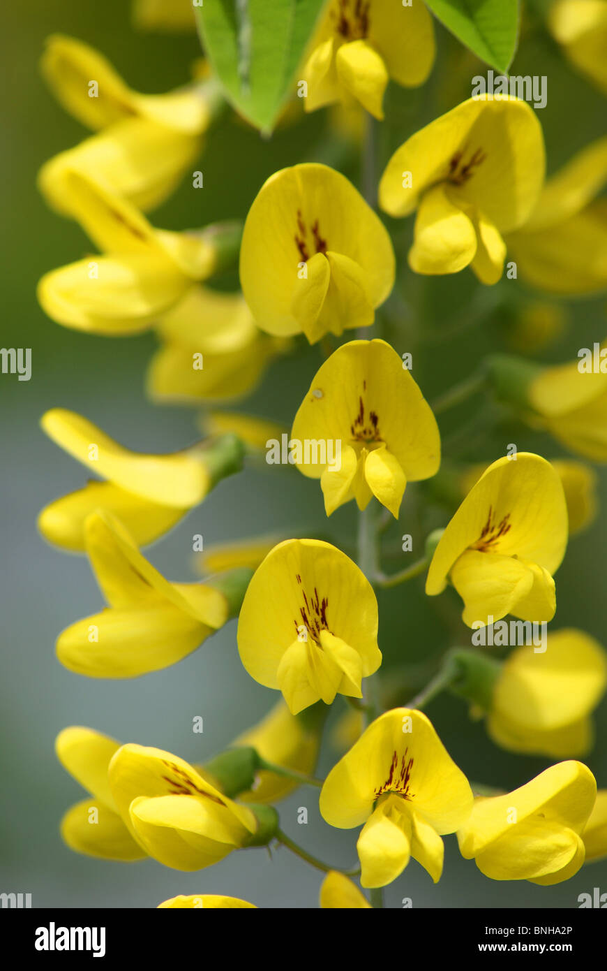 Laburnum flowers hi-res stock photography and images - Alamy