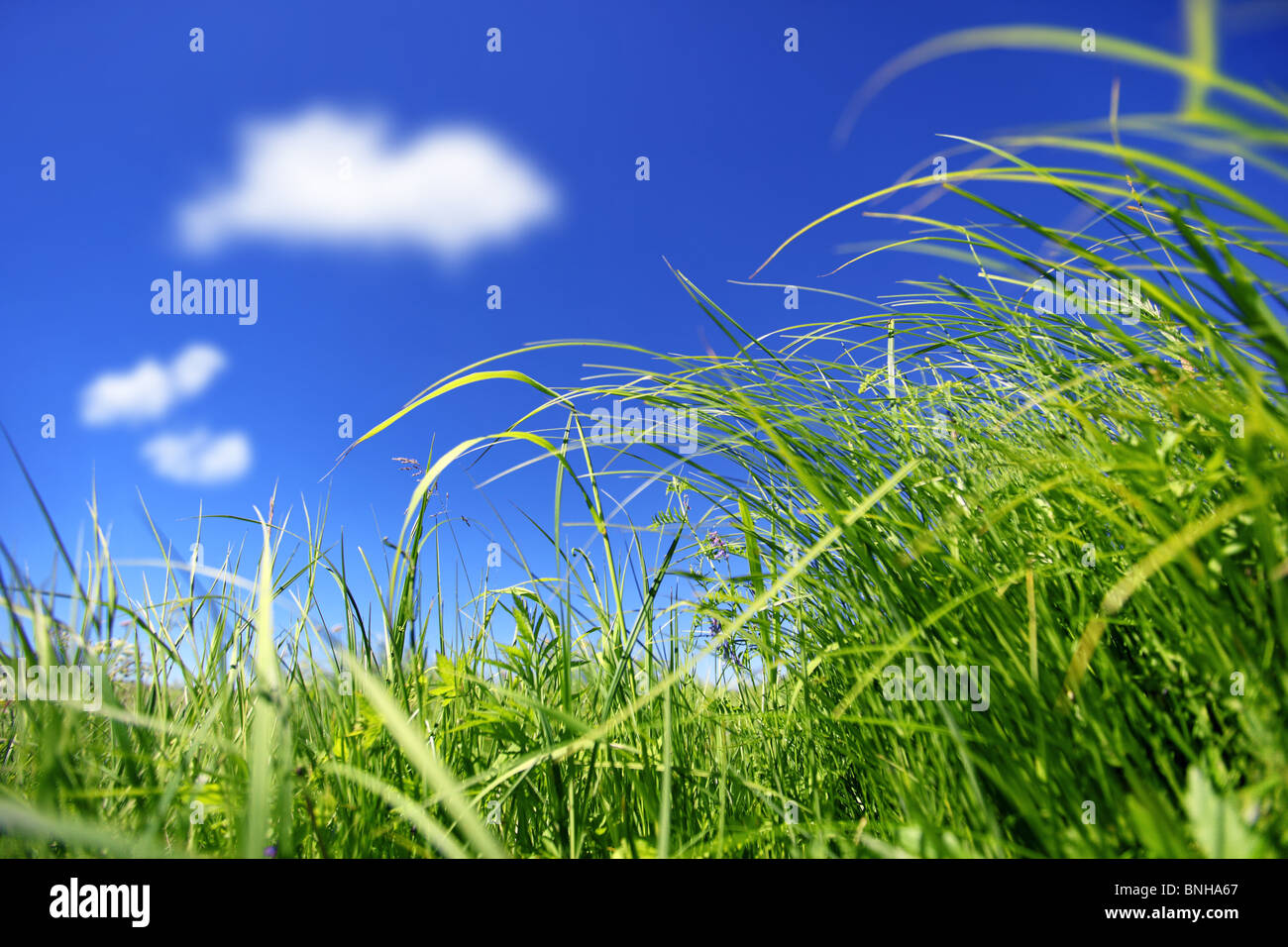 Outdoor wild grass Stock Photo - Alamy