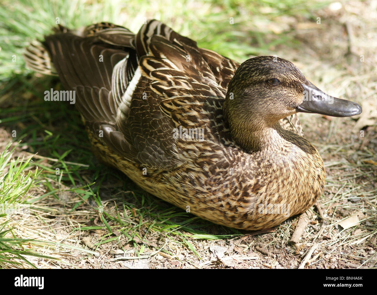 Female Malard Duck Close up Stock Photo - Alamy