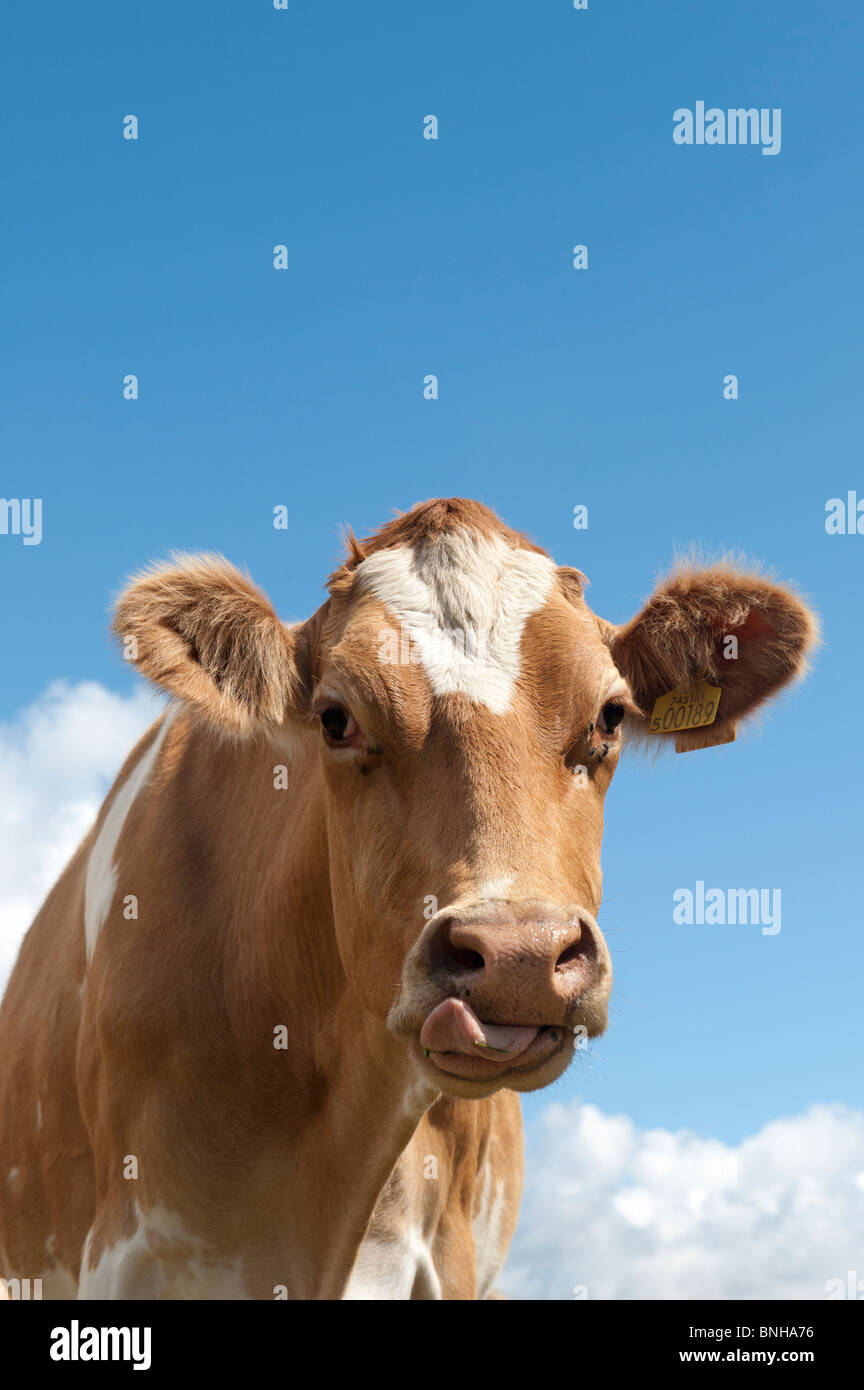 Guernsey cow against blue cloudy sky licking its lips Stock Photo - Alamy