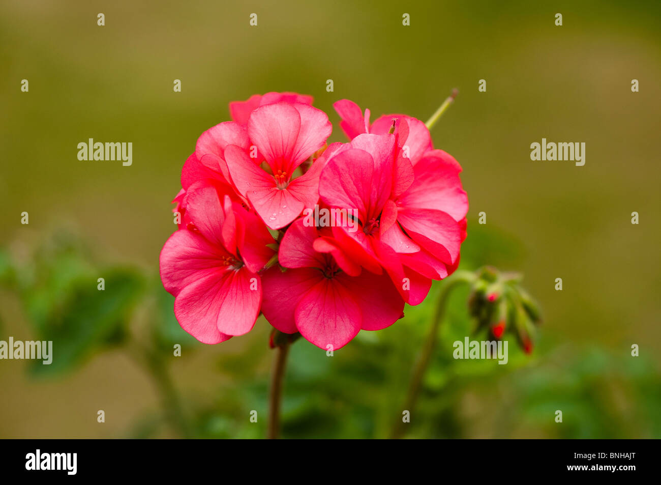 Zonal pelargonium hi-res stock photography and images - Alamy