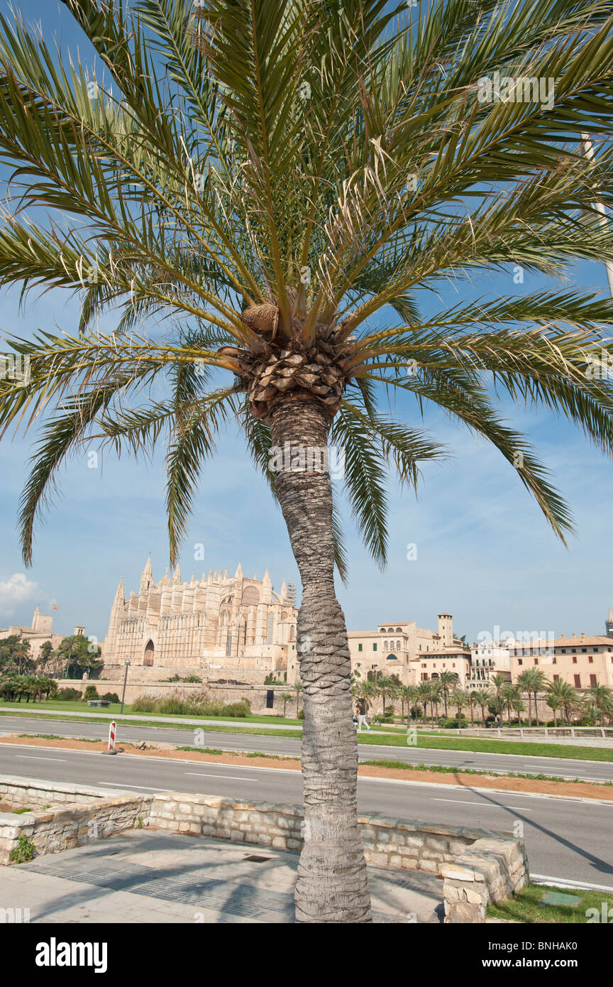 A palm in front of Palma Cathedral on the Spanish island of Majorca ...
