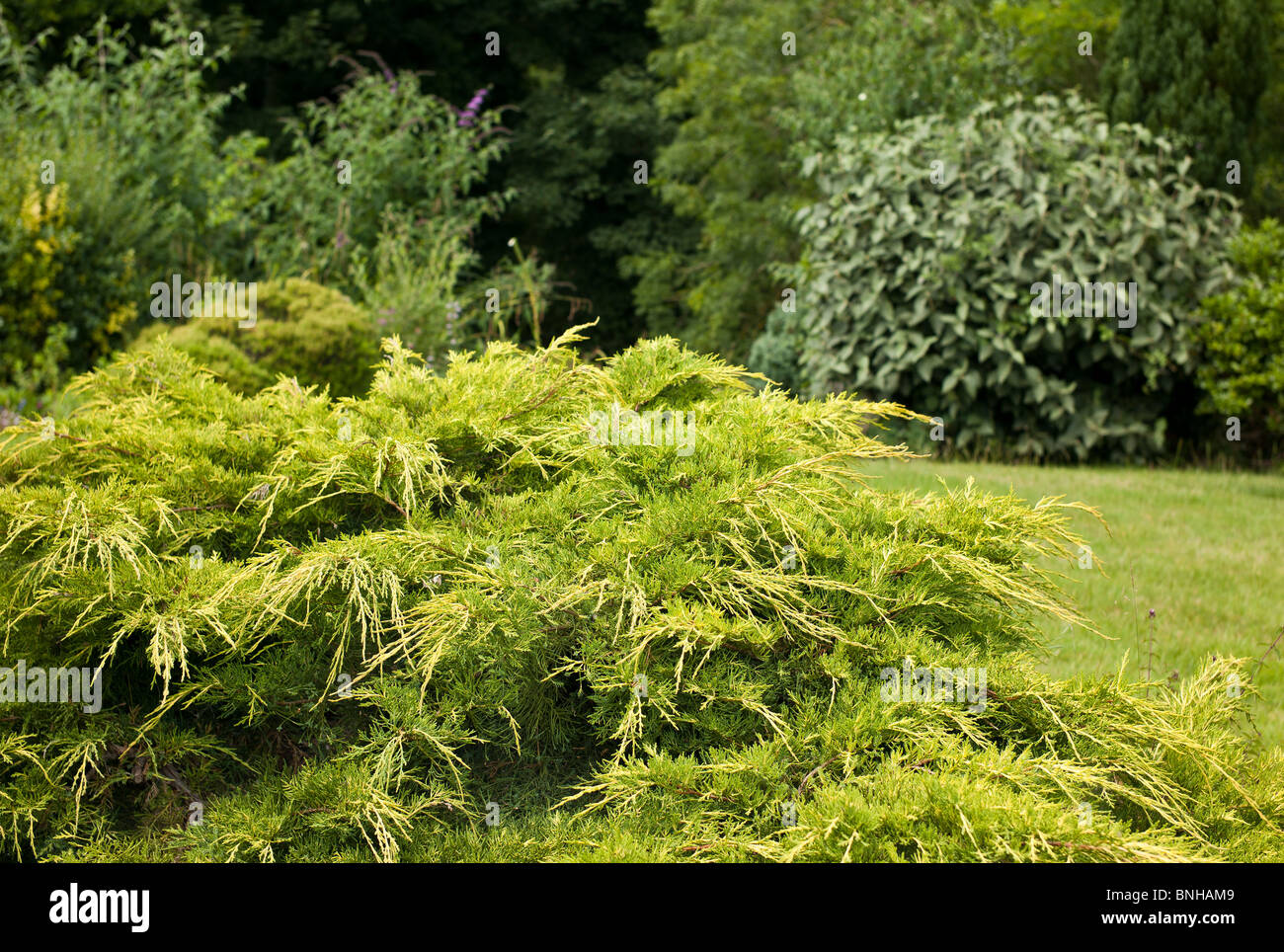 Prostrate evergreen conifer shrub in an English garden in July Stock ...