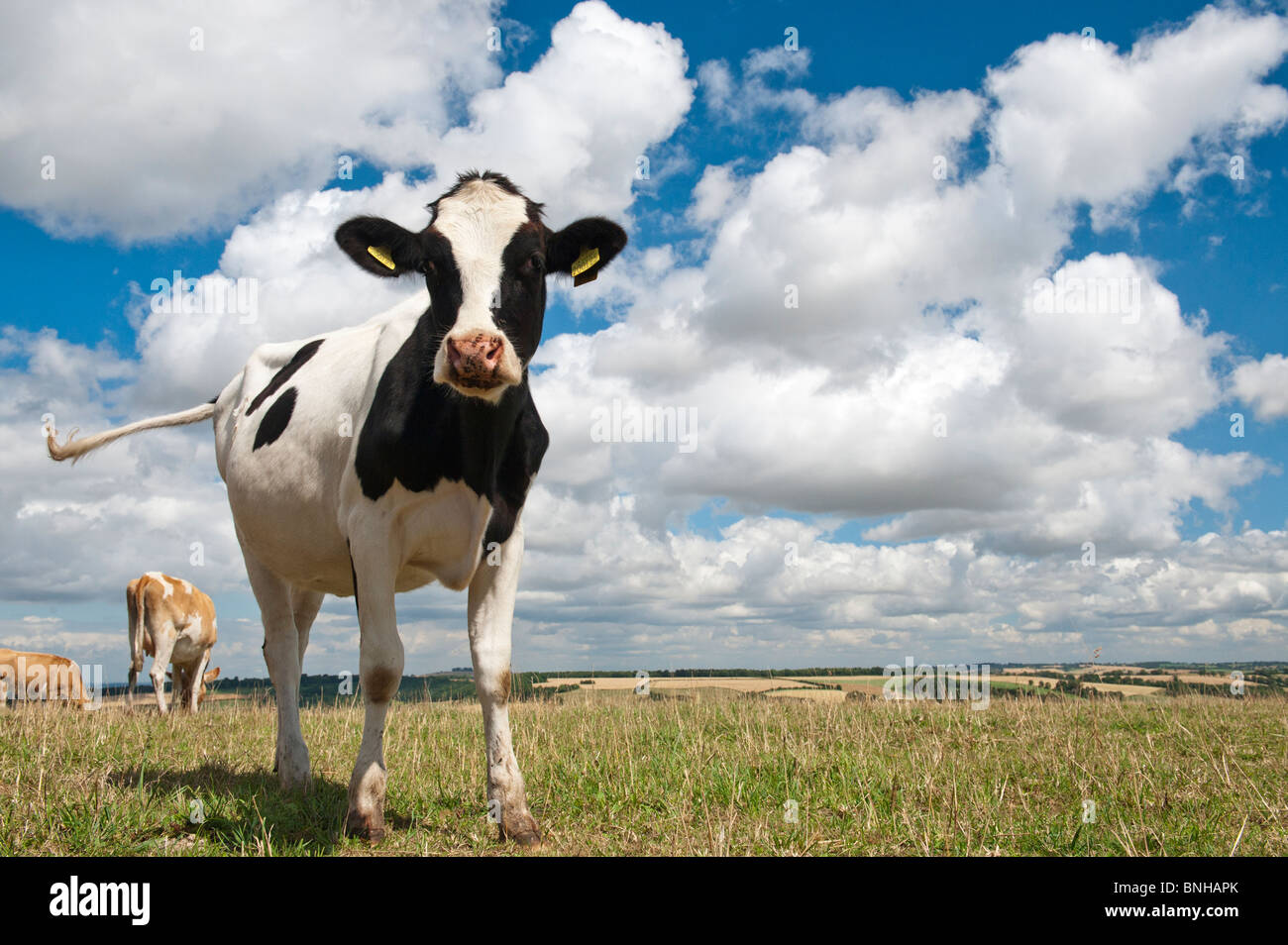 Holstein cow hi-res stock photography and images - Alamy