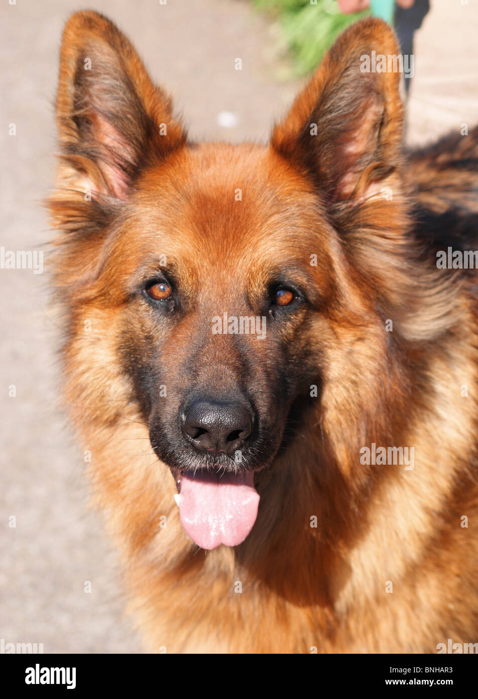 German shepered hi-res stock photography and images - Alamy