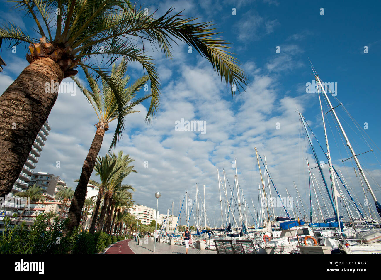 Palm trees along the harbour front at Palma on the Spanish island of ...
