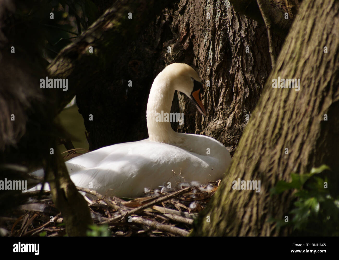 Female Swan on her nest sleeping in the sun Stock Photo - Alamy