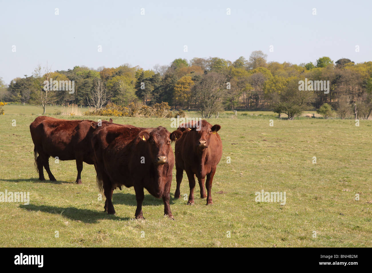 Beef cattle suffolk england hi-res stock photography and images - Alamy