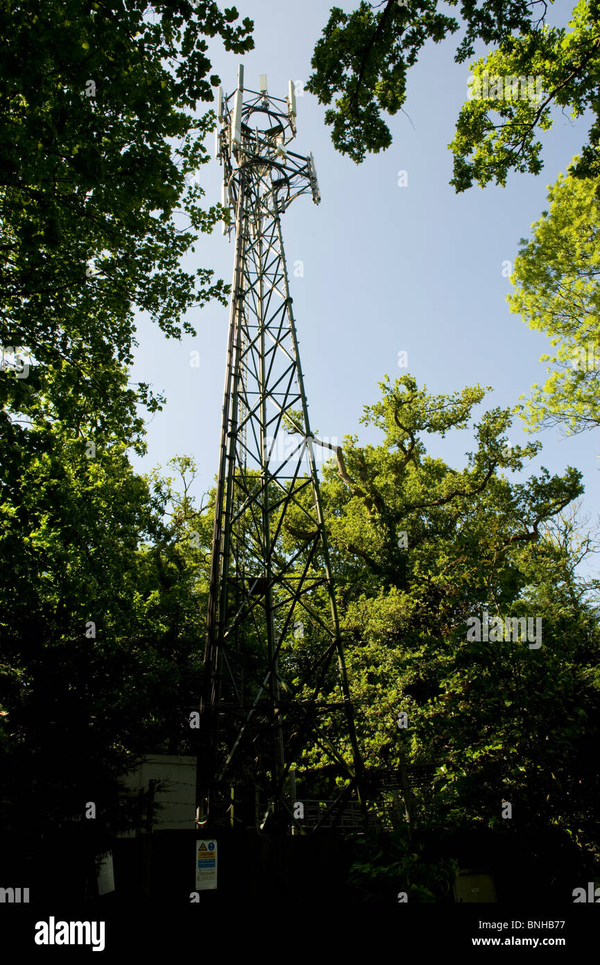 Mobile phone mast, in woodland, Kent Stock Photo - Alamy