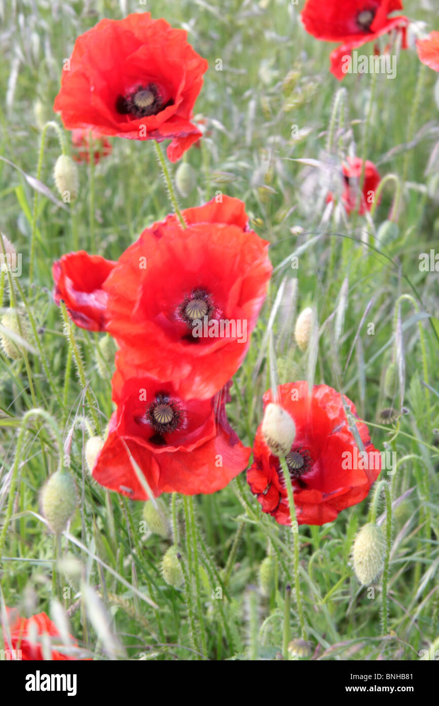 field of red poppies blowing in the wind growing in rural Britain Stock ...