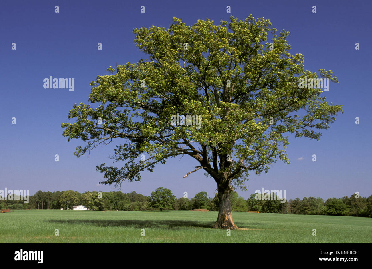 Usa Selma Alabama Near Selma Lone Tree Meadow Nature Landscape Blue Sky ...