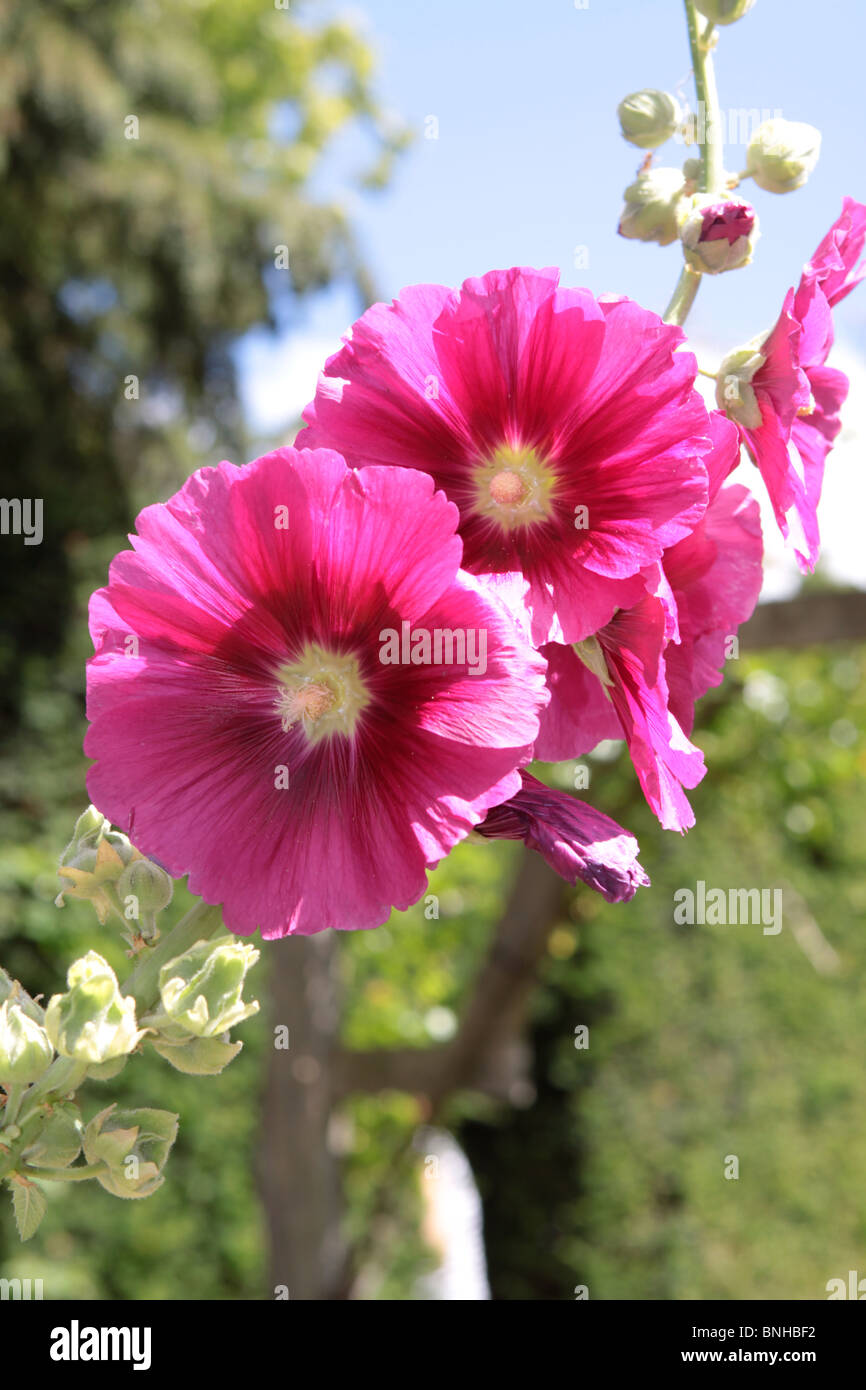 Pink round flower hi-res stock photography and images - Alamy