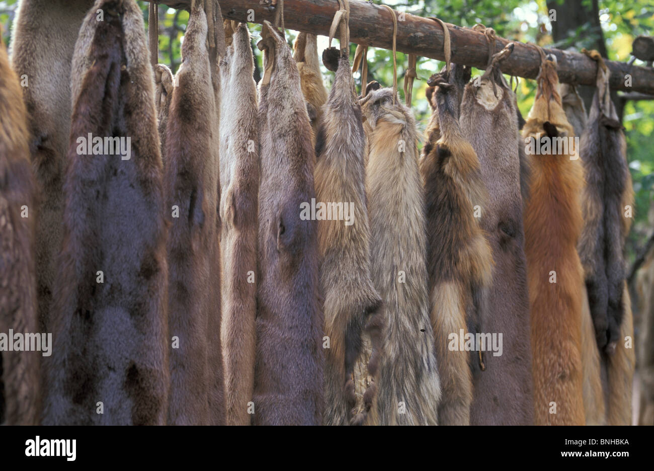 Canada Thunder Bay Ontario Pelts Old Fort William Fur Animals North ...