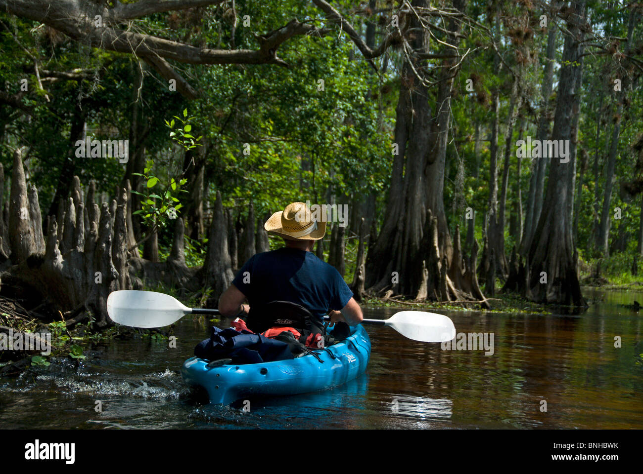 USA North America Florida Nature Canoe Canoeing River Mangrove trees ...