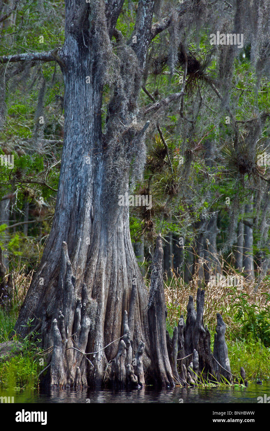 USA North America Florida Nature River Mangrove trees Mangroves Water ...