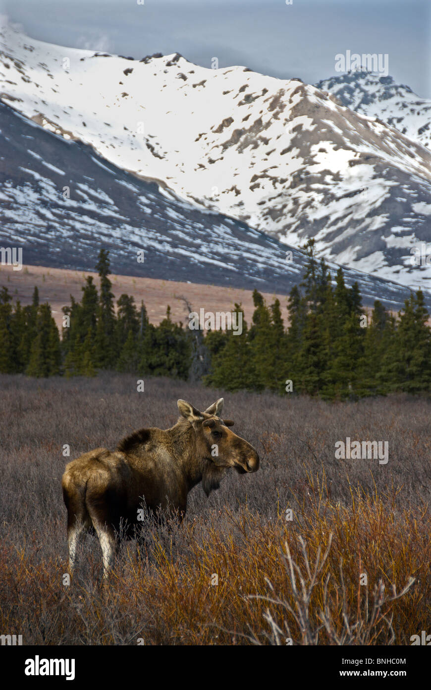 Moose Denali national park USA North America Alaska one animal animals ...