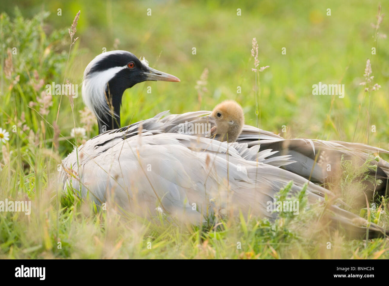 Demoiselle Cranes (Anthropoides virgo). Female brooding chicks (one ...