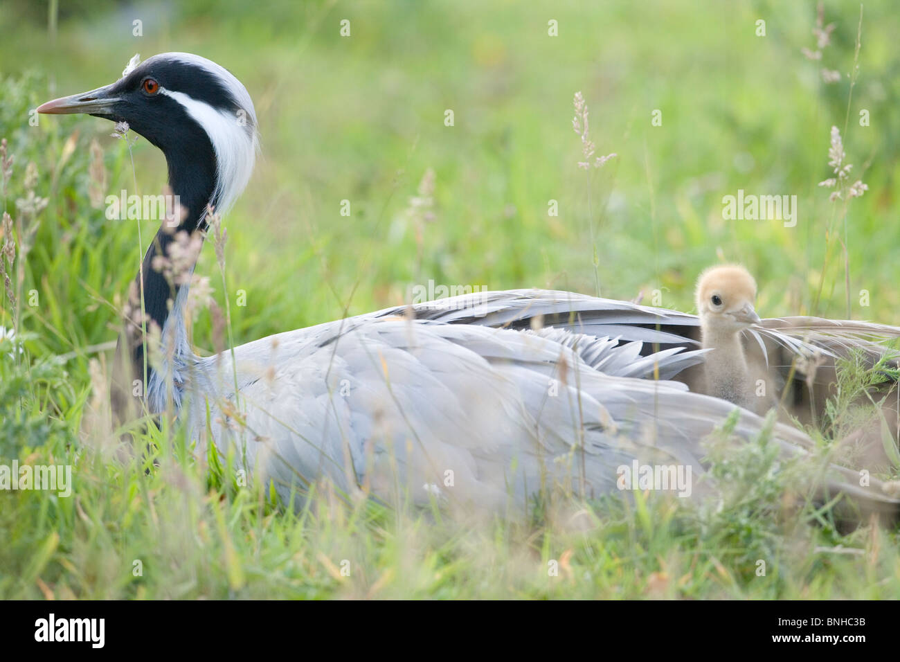 Demoiselle Cranes (Anthropoides virgo). Female brooding chicks (one ...