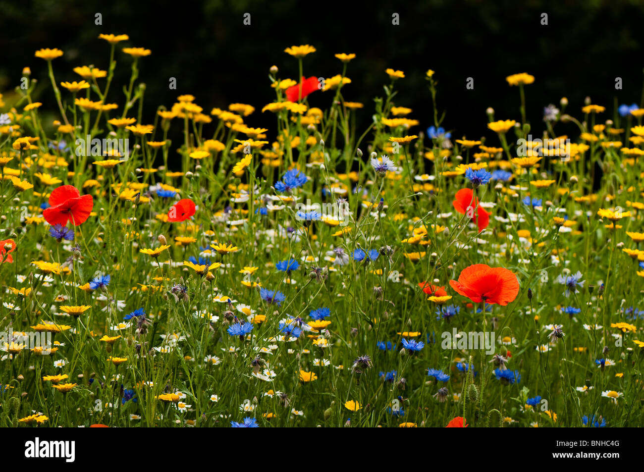 Wildflower display at Chelsea Physic Garden, London Stock Photo - Alamy
