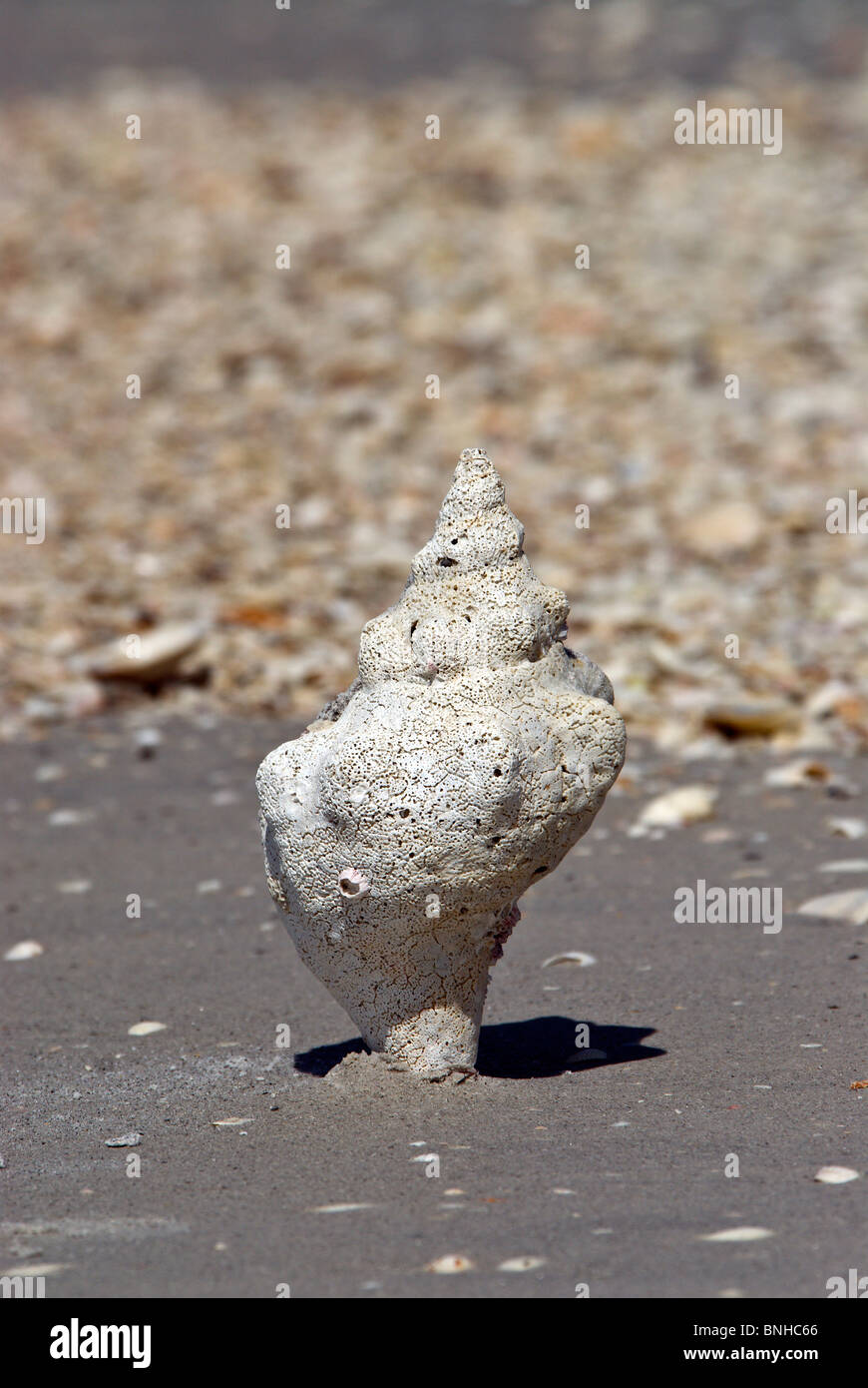 Old conch shell USA North America Florida snail sea snail snails shells ...