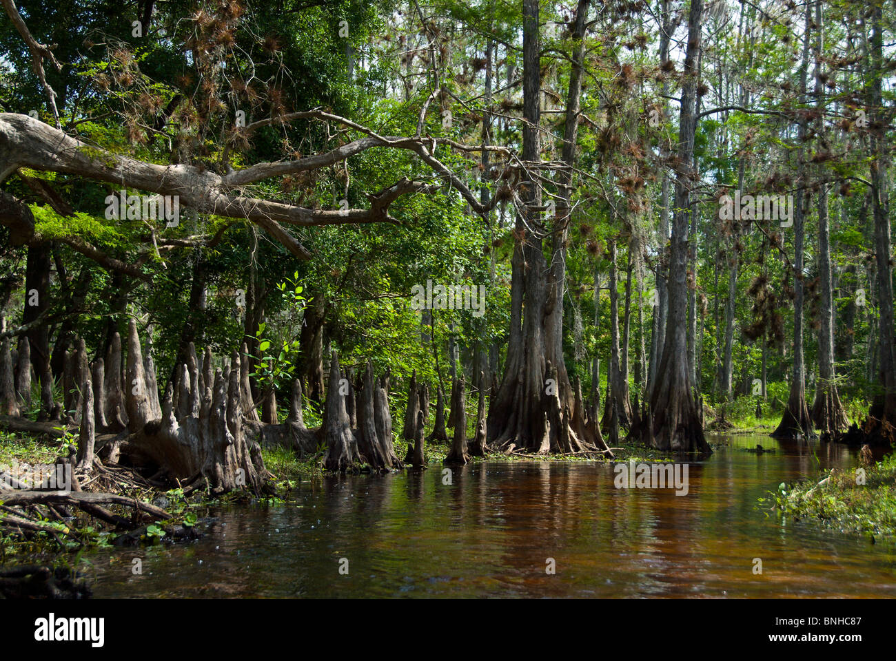 Fisheating creek USA North America Florida cypresses wilderness cypress ...