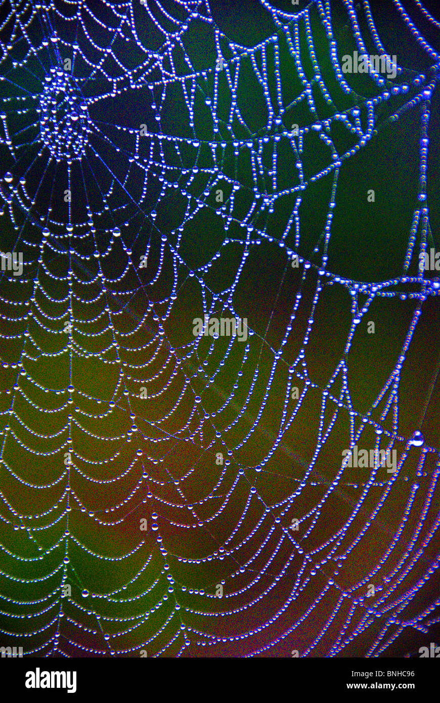 orb spider web USA North America Florida detail close-up nature drops ...