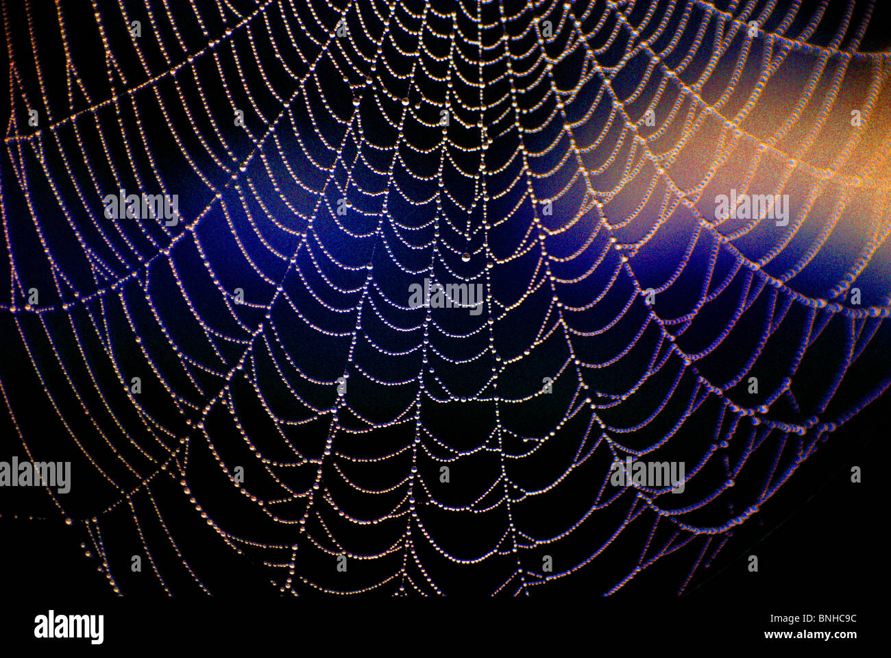 orb spider web USA North America Florida detail close-up nature drops ...