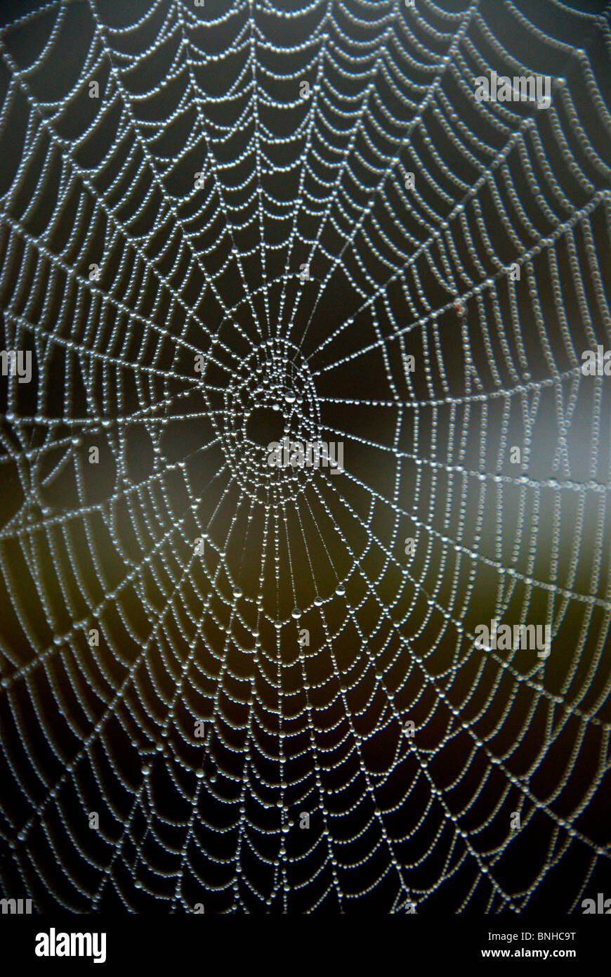 Horned Spider Web