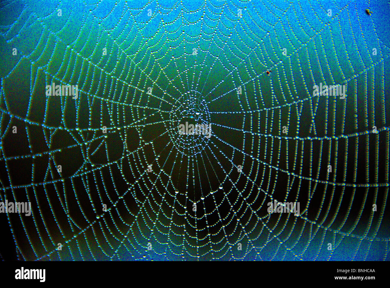 orb spider web USA North America Florida detail close-up nature drops ...