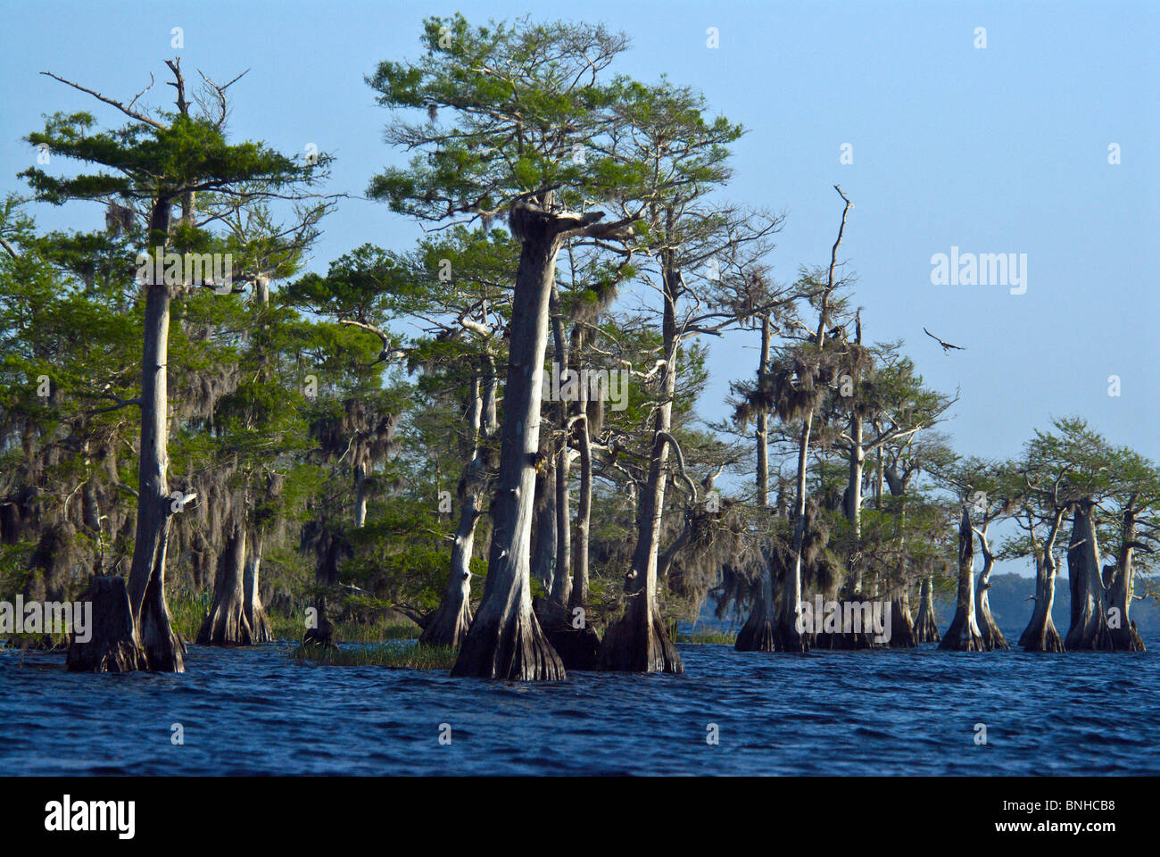 Blue cypress lake USA North America Florida cypresses wilderness ...