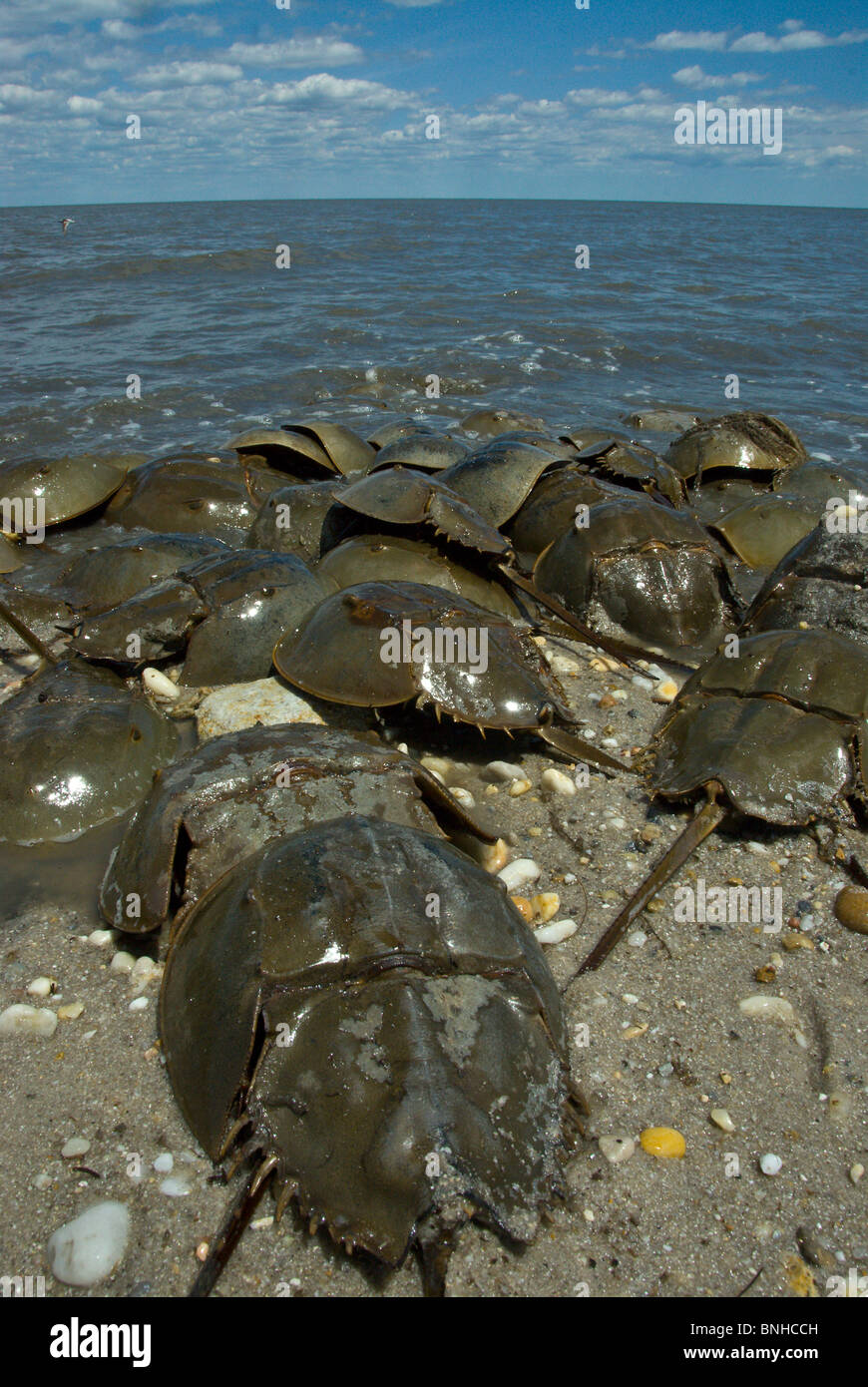 Horseshoe crab Limulus polyphemus Delaware bay May USA North America ...