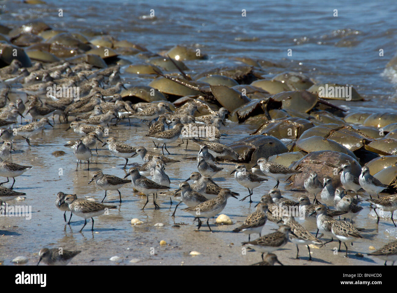 Horseshoe migration hi-res stock photography and images - Alamy