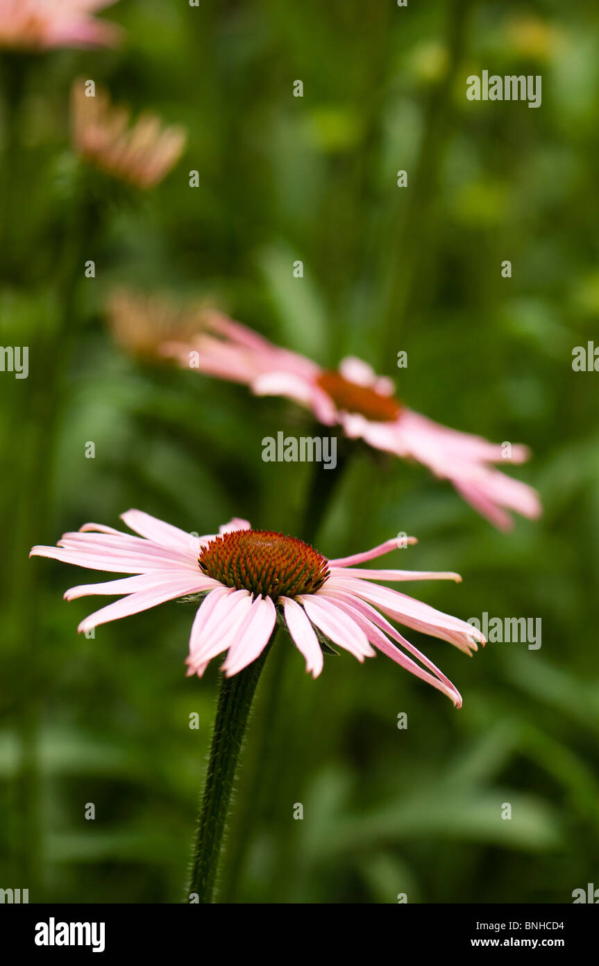 Tennessee coneflower echinacea tennesseensis hi-res stock photography ...
