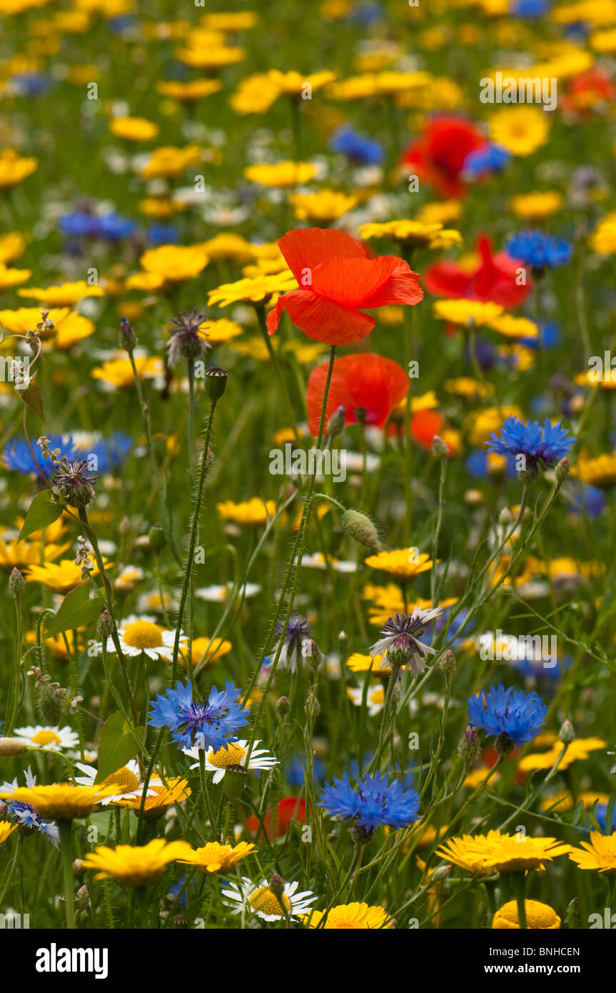 Wildflower display at Chelsea Physic Garden, London Stock Photo - Alamy
