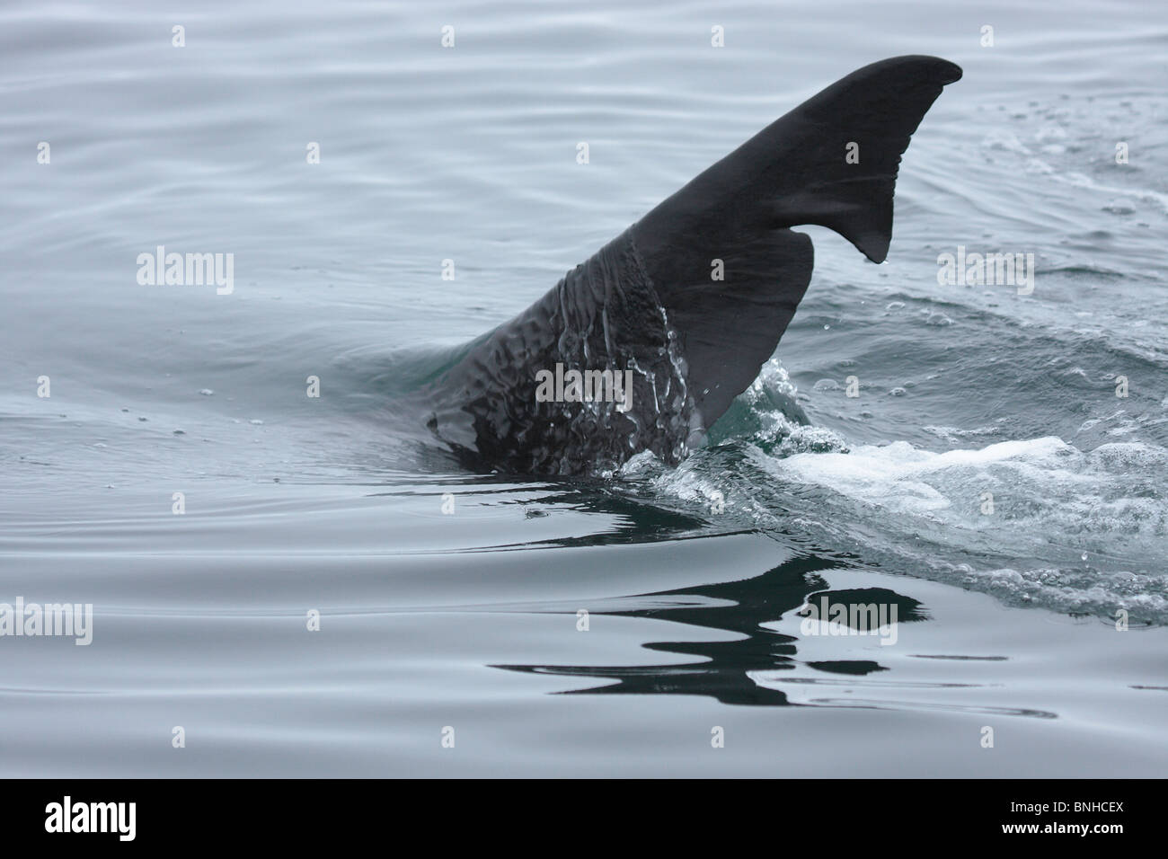 Basking Shark Fin Stock Photo - Alamy