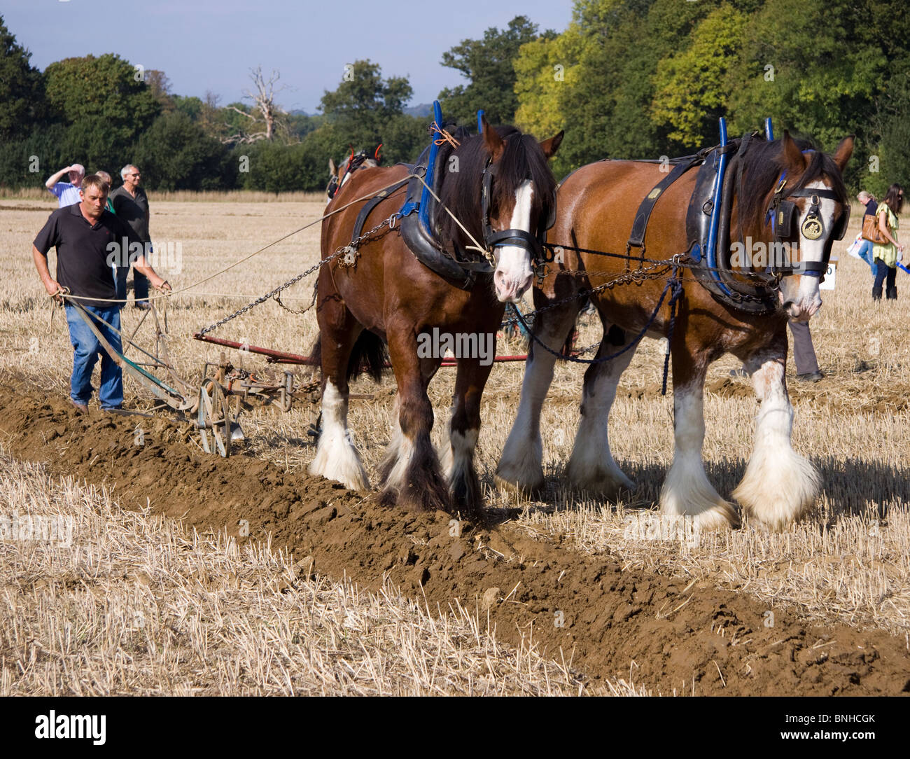 Heavy Horses taking part in the annual Ploughing Contest, Loseley Park ...