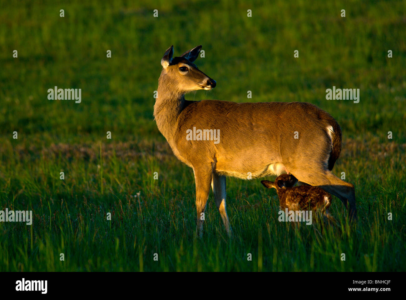 White-tailed deer Odocoileus virginianus Shenandoah national park ...