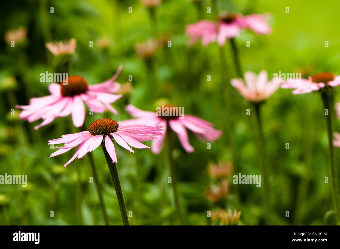 Tennessee coneflower echinacea tennesseensis hi-res stock photography ...
