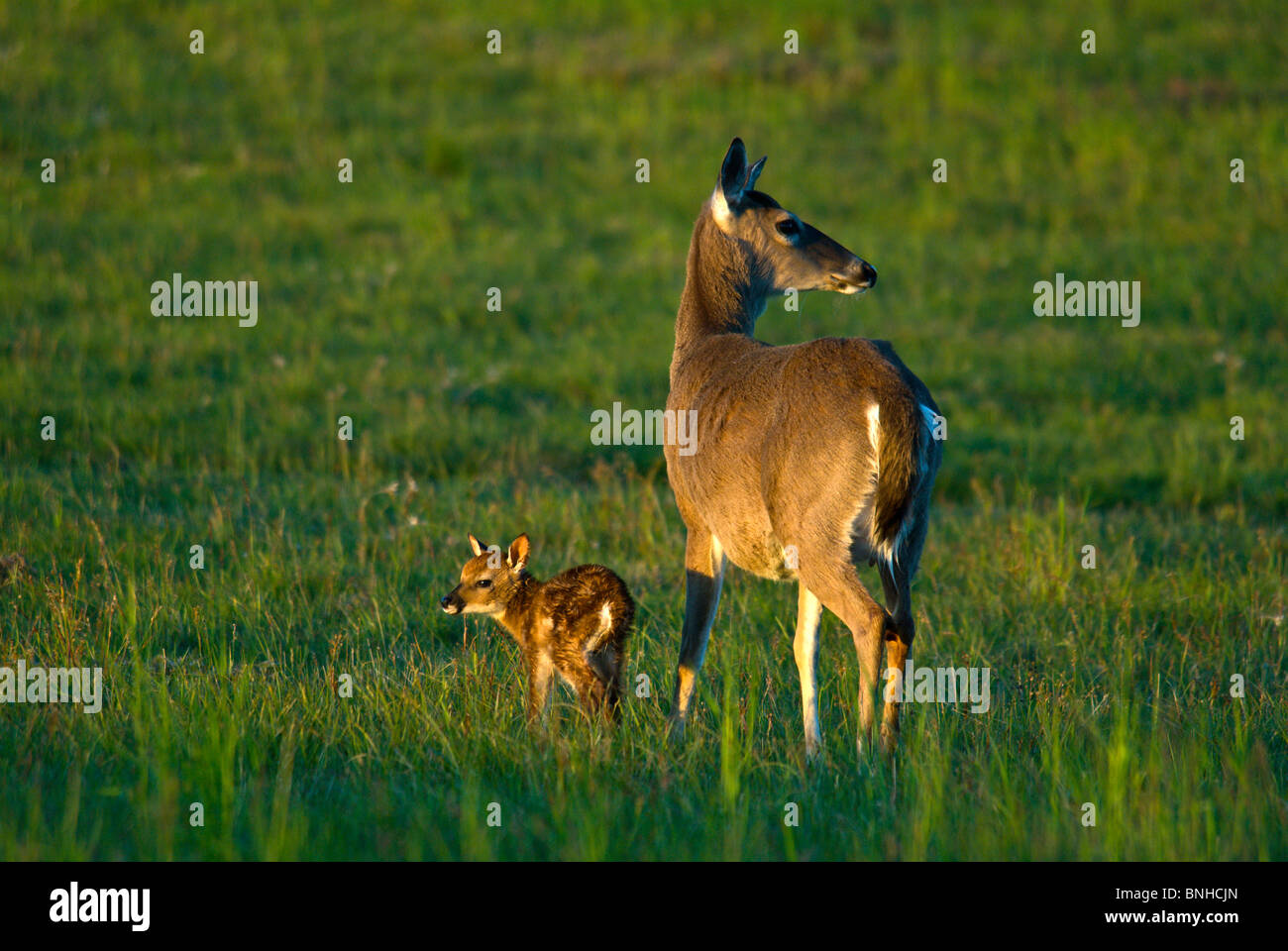 White-tailed deer Odocoileus virginianus Shenandoah national park ...