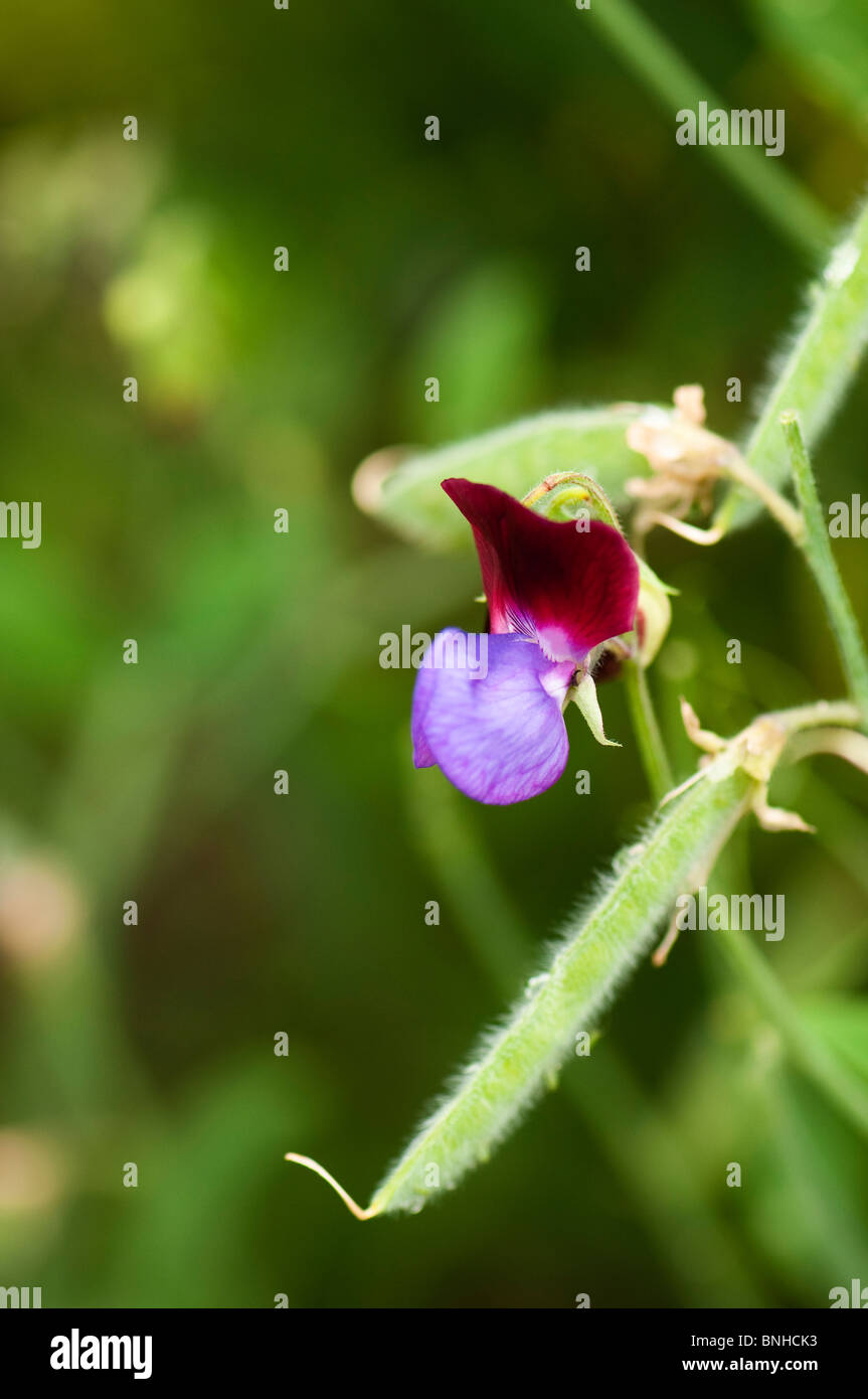 Old Fashioned Sweet Pea High Resolution Stock Photography and Images ...
