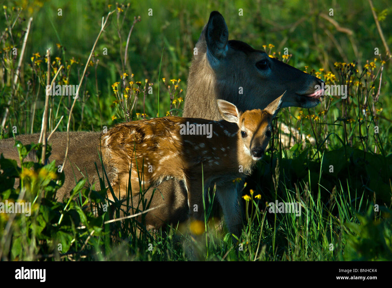 White-tailed deer Odocoileus virginianus Shenandoah national park ...