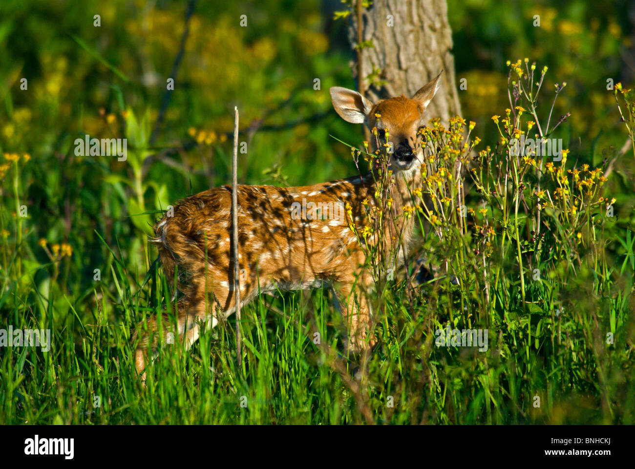 White-tailed deer Odocoileus virginianus Shenandoah national park ...
